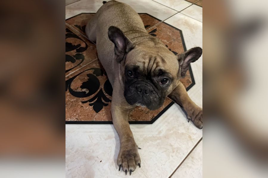 WAOUH-WAOUH: Buldogue francês ‘Vick’ desaparece no Nova Porto Velho ...