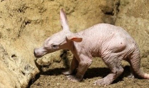 QUE BICHO É ESSE?: Animal exótico raro surpreende visitantes do ...