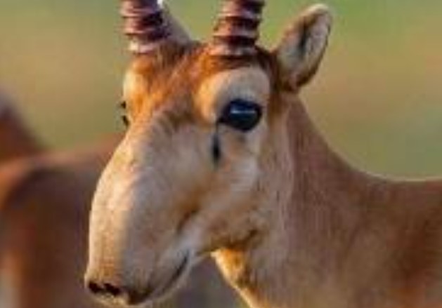 ANTÍLOPE SAGA: Conheça o animal que parece ter saído direto de Star ...