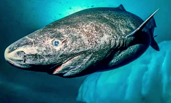 É DO CARIBE: Conheça o animal mais velho do mundo - Rondoniaovivo.com