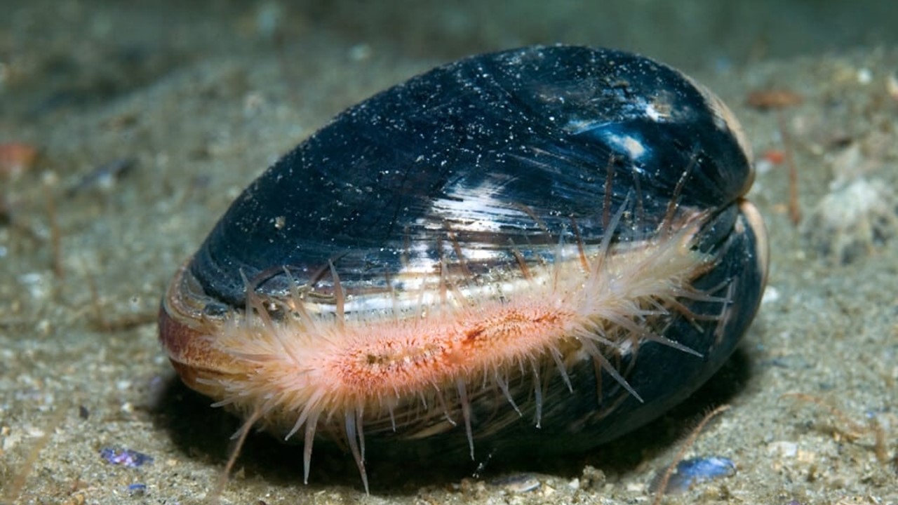 MOLUSCOS: Animal mais velho do mundo viveu 507 anos - Rondoniaovivo.com