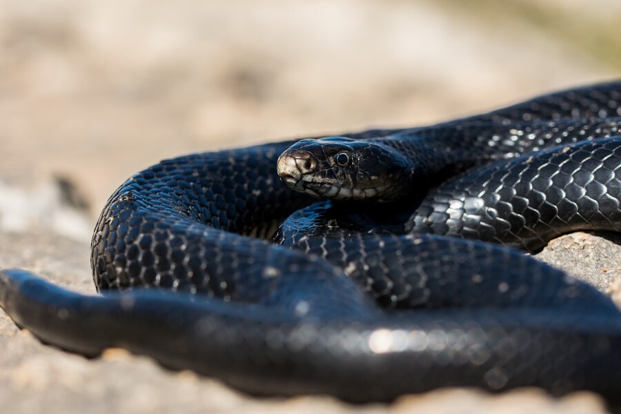 VENENOSA: Bebê de um ano morde cobra e o animal leva a pior ...
