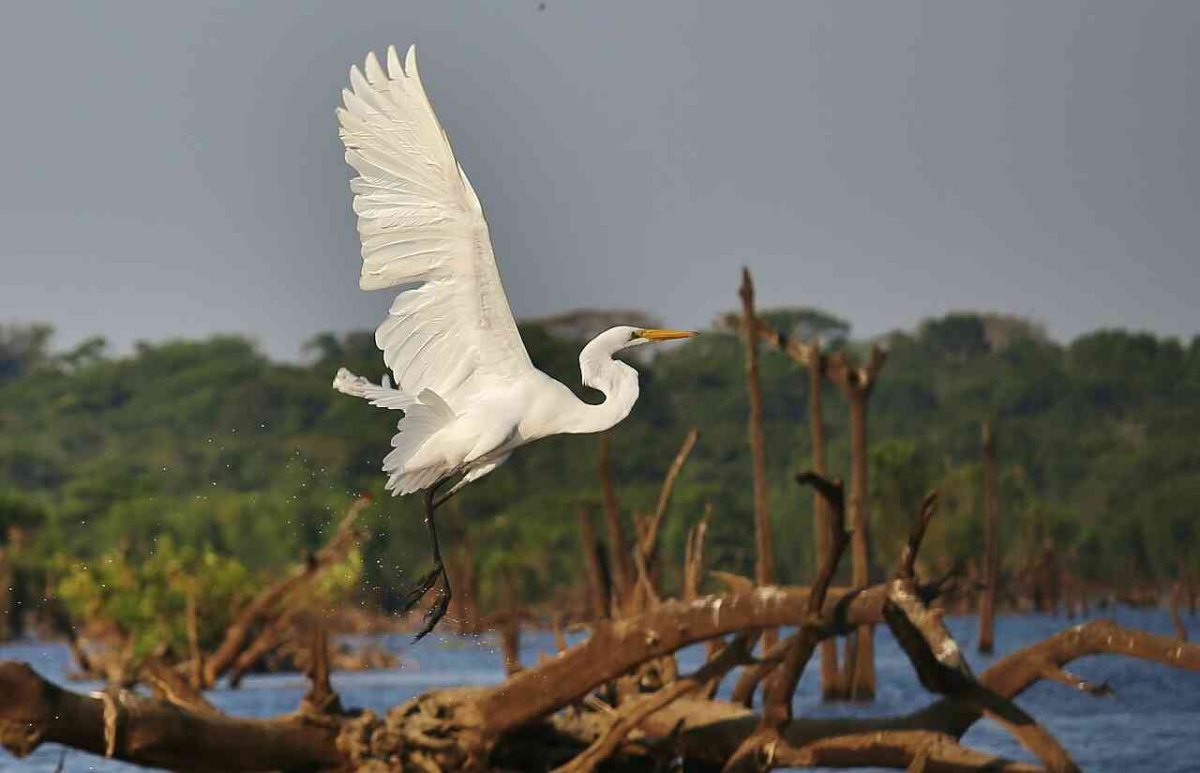 TURISMO: Conheça a comunidade do Lago do Cuniã, na zona rural de Porto ...