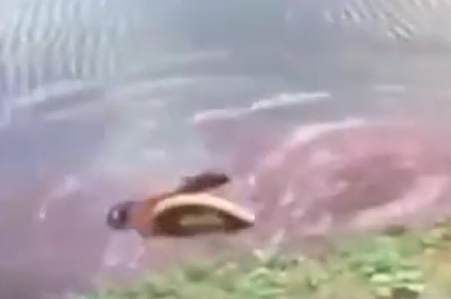 VÍDEO: Sucuri surpreende e ataca carneiro em lagoa - Rondoniaovivo.com